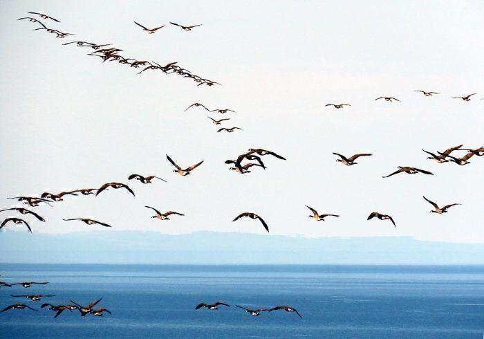 Canadian LCC Swoop’s Boeing 737 Diverts To Abbotsford Following A Goose ...
