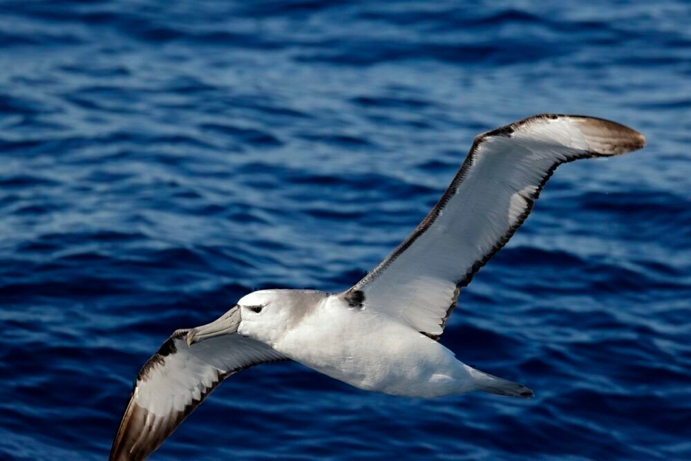 What Happened To Airbus' Albatross Aircraft With Flapping Wings