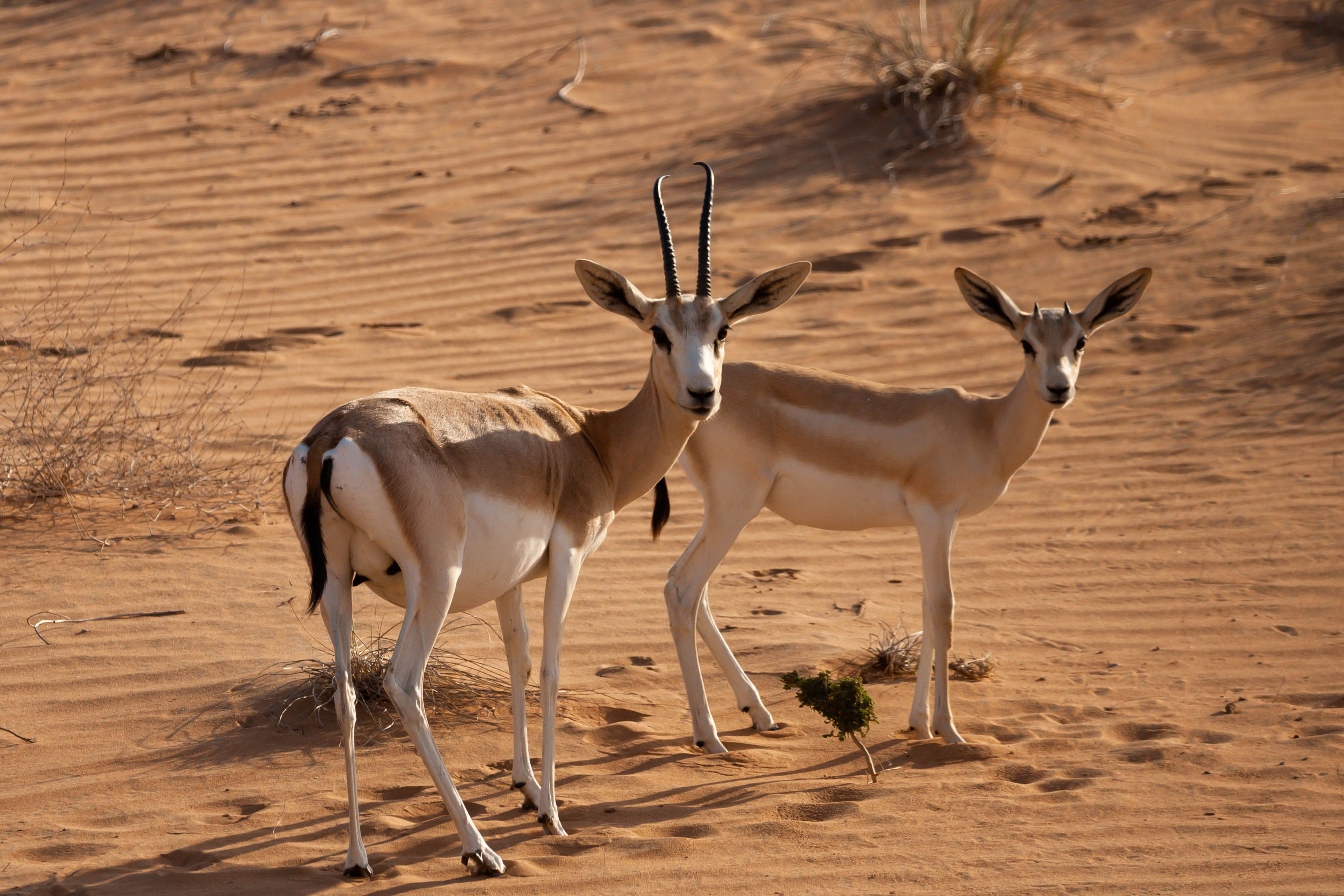How Emirates Is Seeking To Preserve The Desert Ecosystem