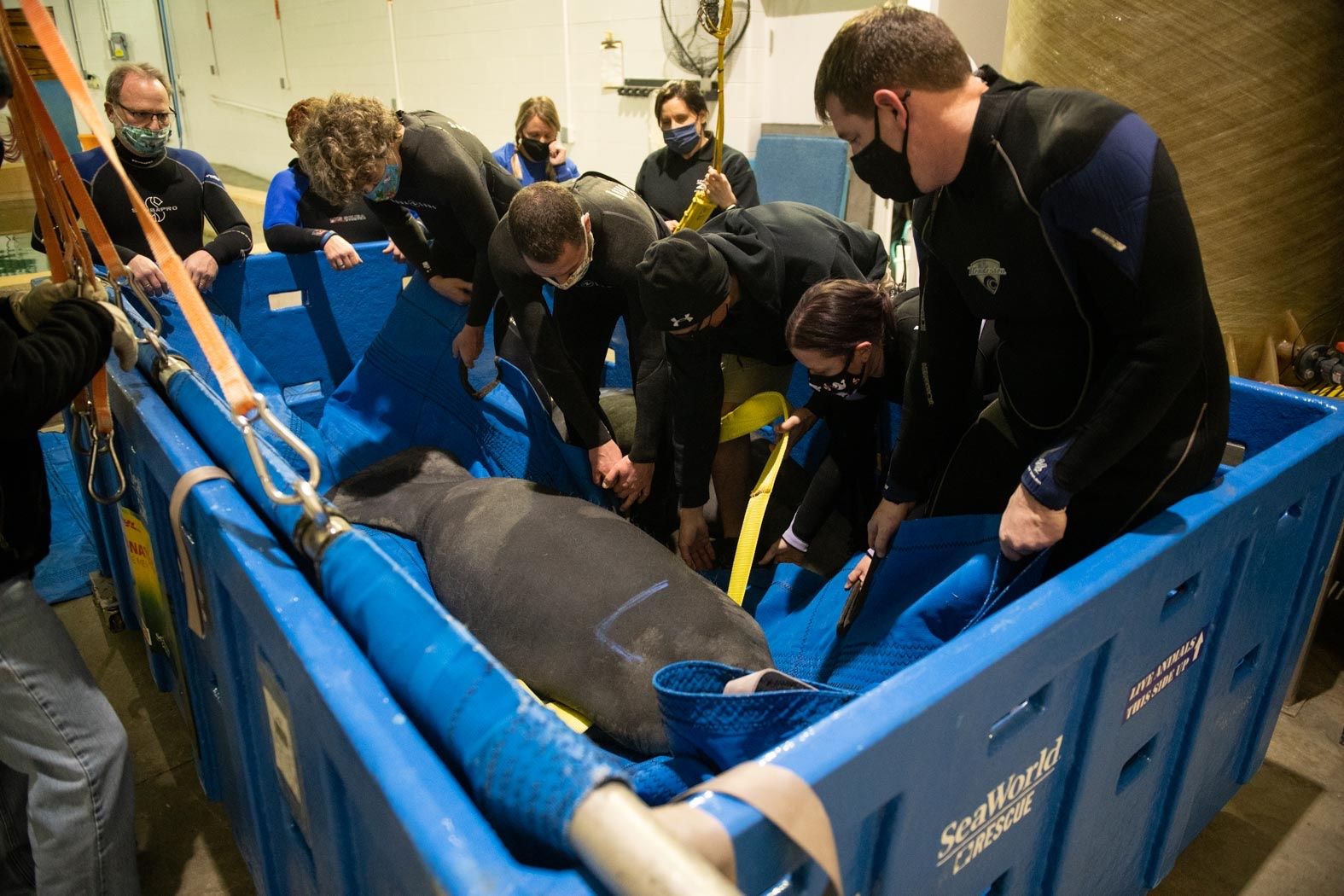 DHL Flies Recovered SeaWorld Manatee Back To The Wild