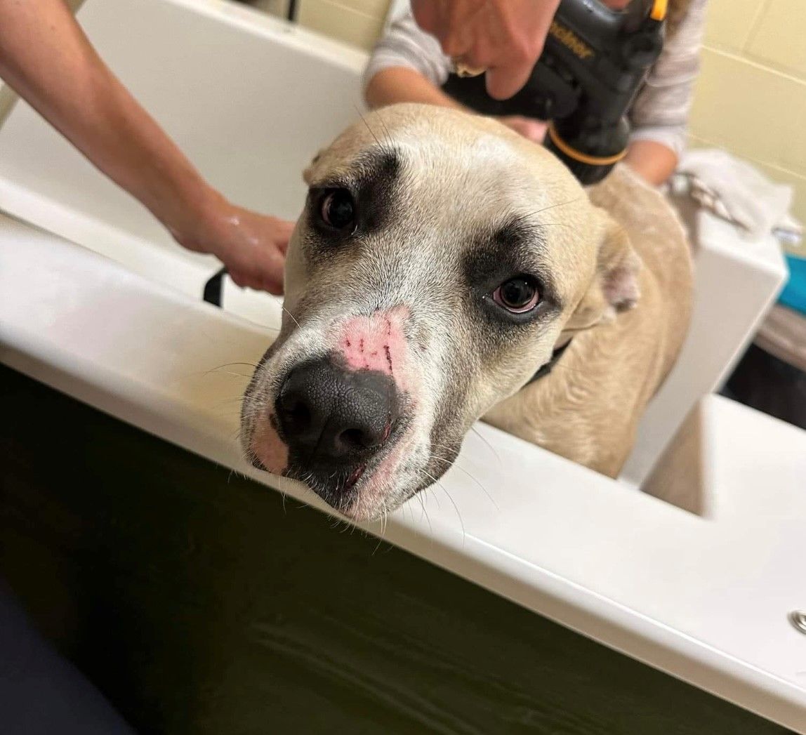 Ameriflight Metroliner Belly Lands On Golf Course With Cargo Of 56 Dogs