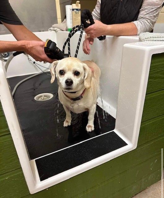 Ameriflight Metroliner Belly Lands On Golf Course With Cargo Of 56 Dogs