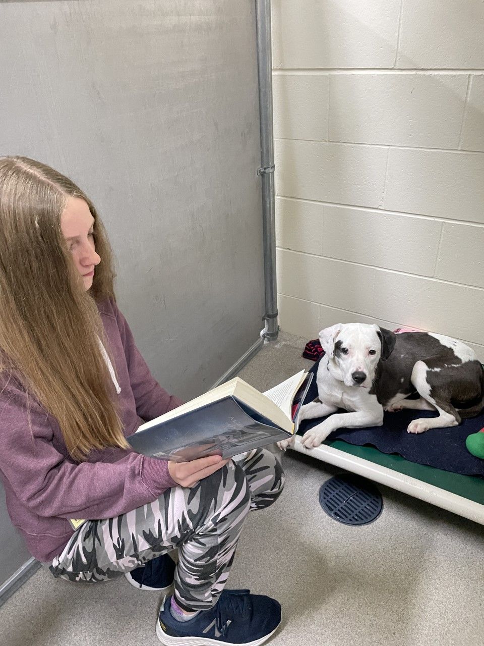 Ameriflight Metroliner Belly Lands On Golf Course With Cargo Of 56 Dogs