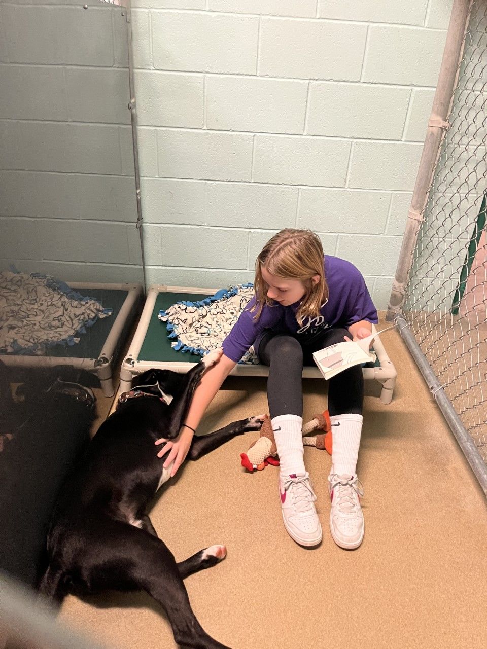 Ameriflight Metroliner Belly Lands On Golf Course With Cargo Of 56 Dogs