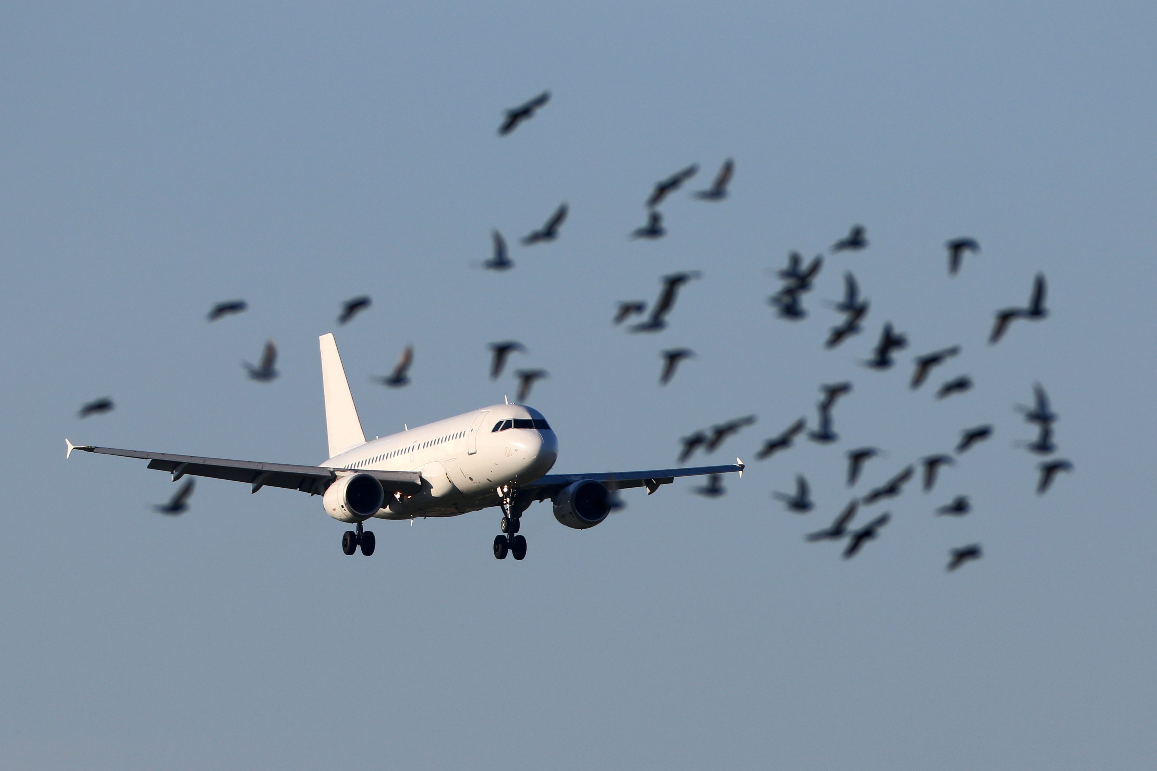 How Often Do Planes Experience Bird Strikes?
