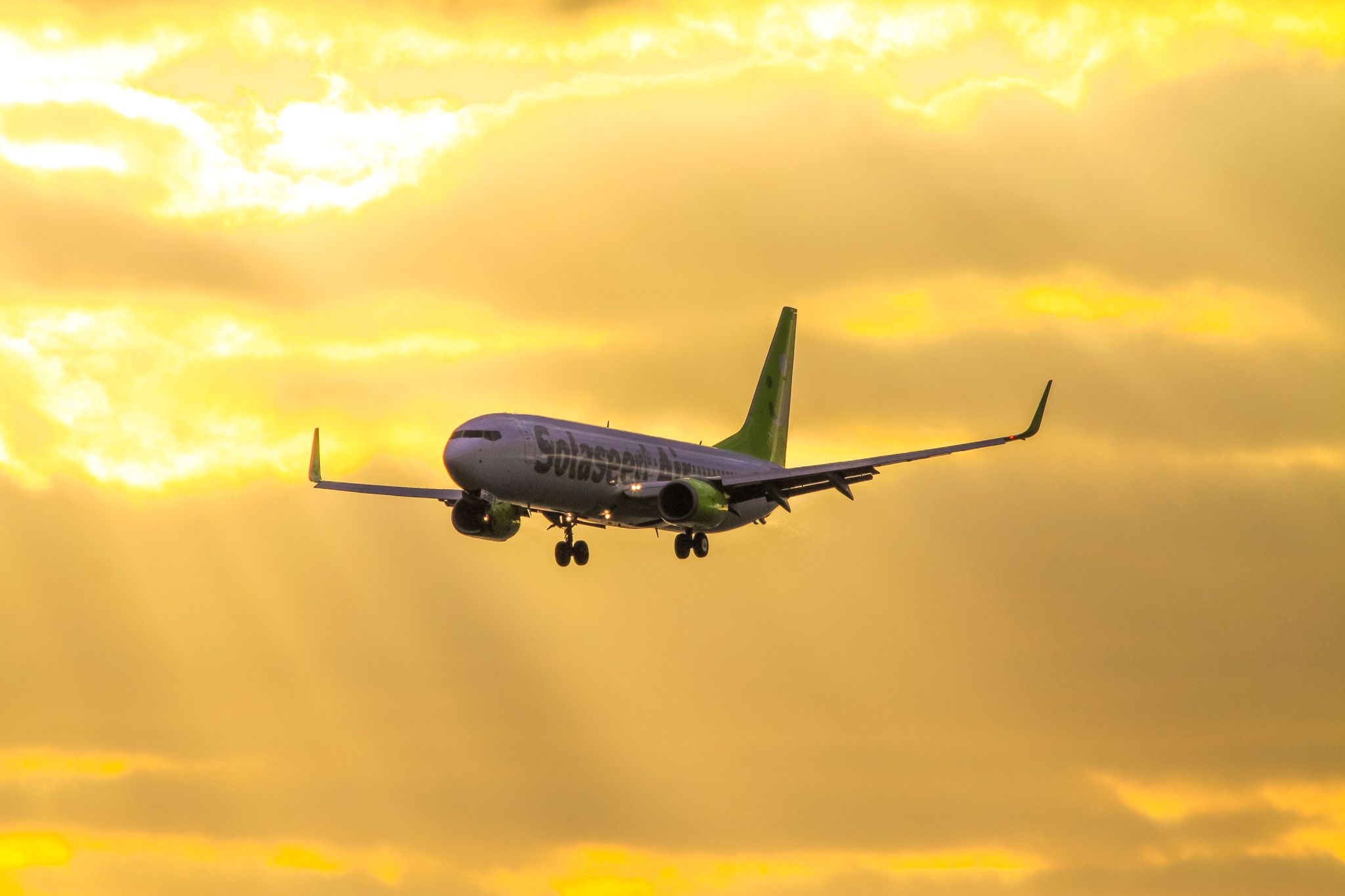 New Pokémon Jet: Japan’s Solaseed Reveals Exeggutor-Themed Livery