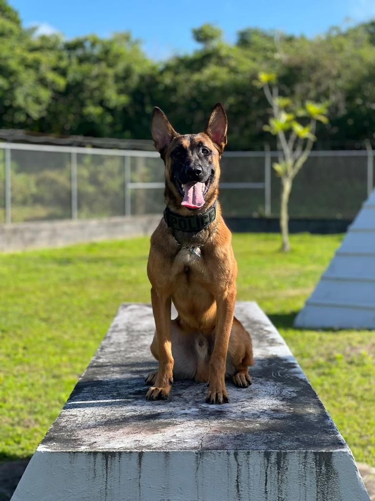 Guam Airport Police Add Three Dogs To Force