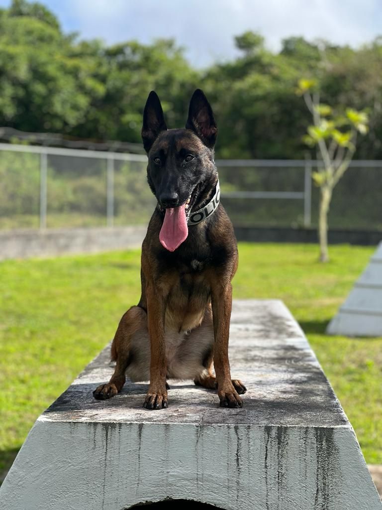 Guam Airport Police Add Three Dogs To Force