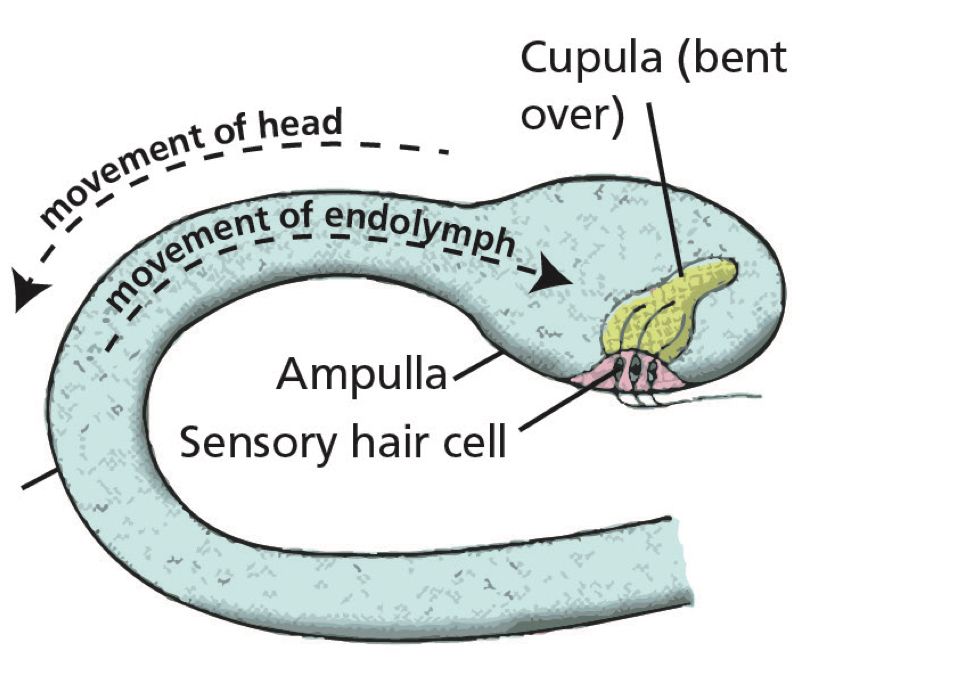 Which Illusions Can Pilots Encounter While Flying?