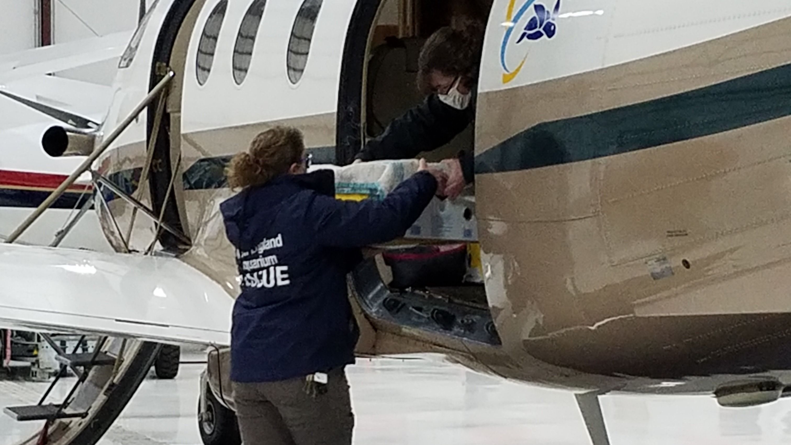 Turtles Fly Too: Inside The Non-Profit That Relocates Sea Turtles By Air