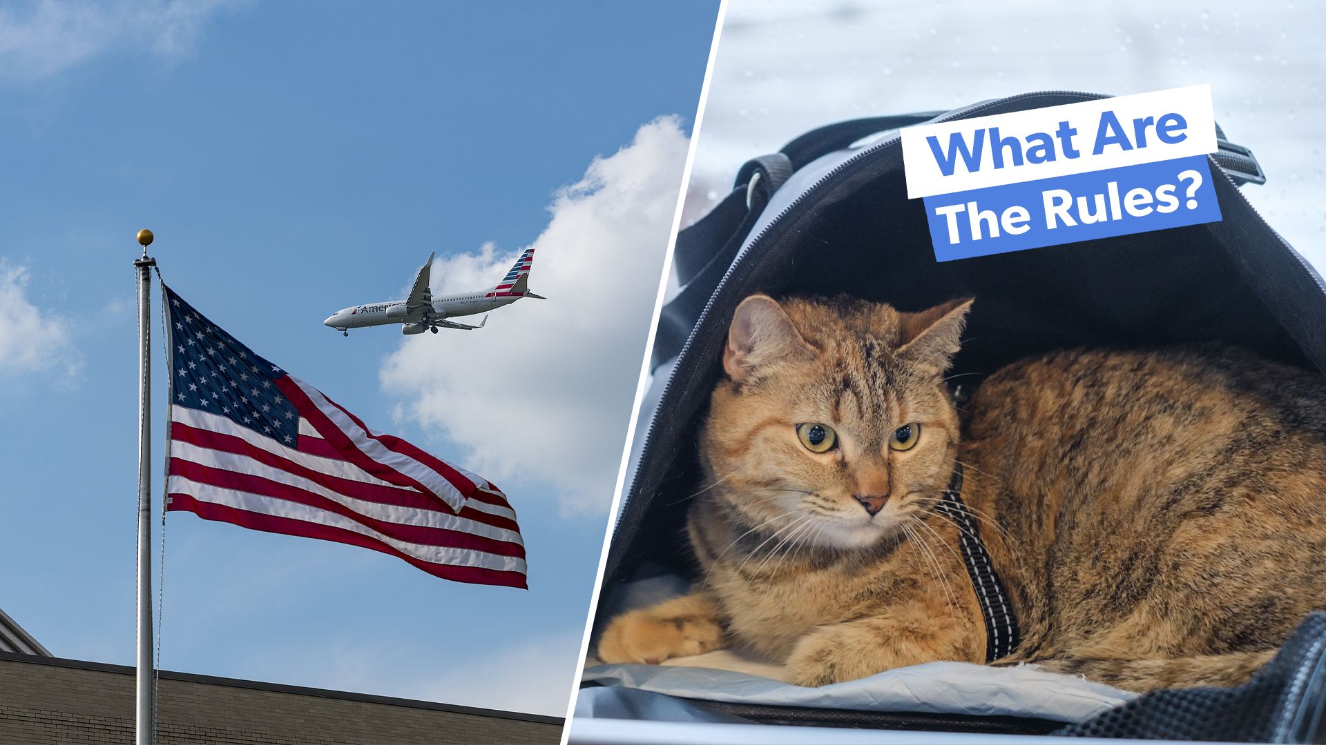 Flying Pets To The US: 5 Things You Should Know
