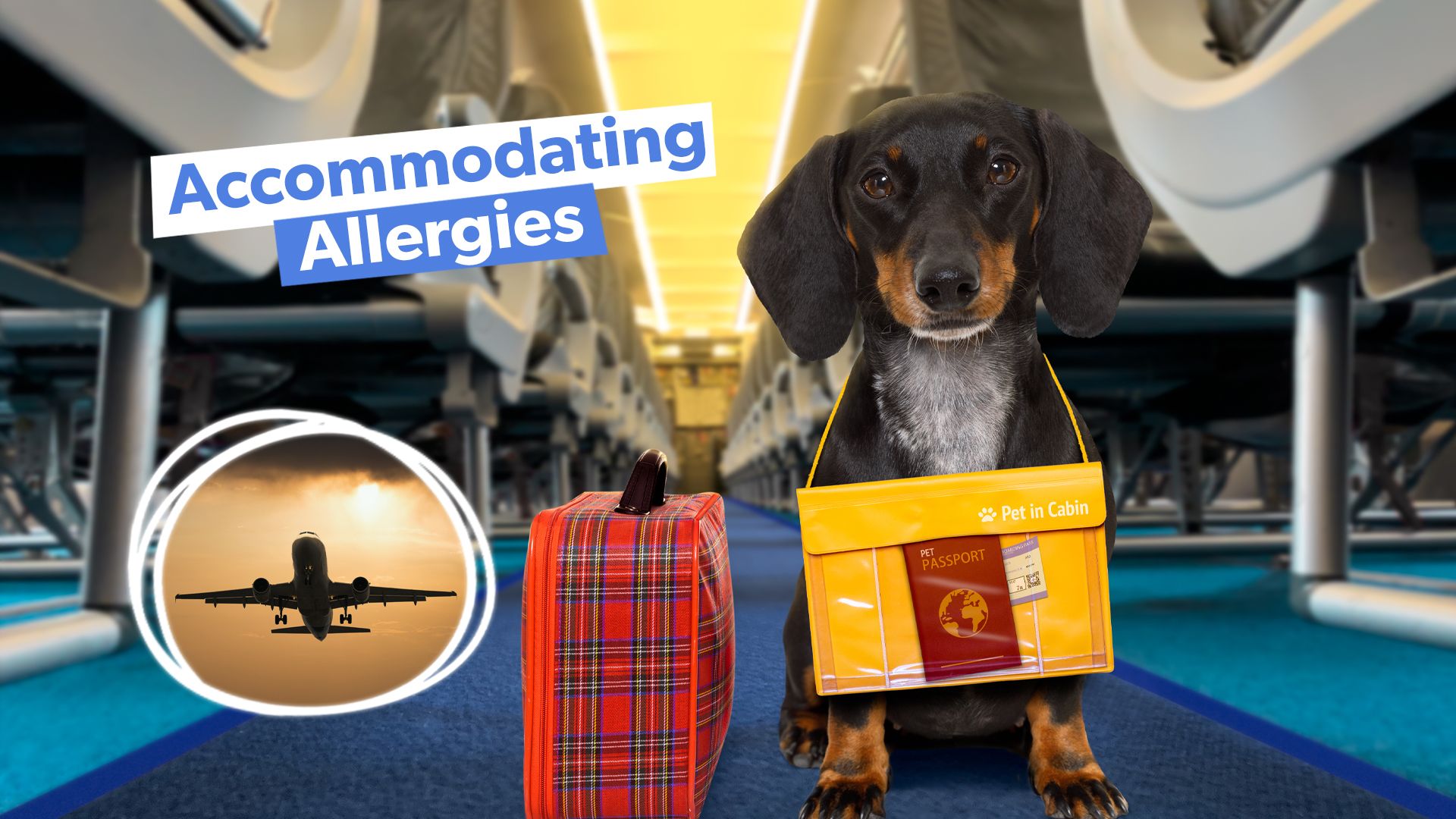 How Do Airlines Balance Accommodating Allergic Passengers On Flights ...