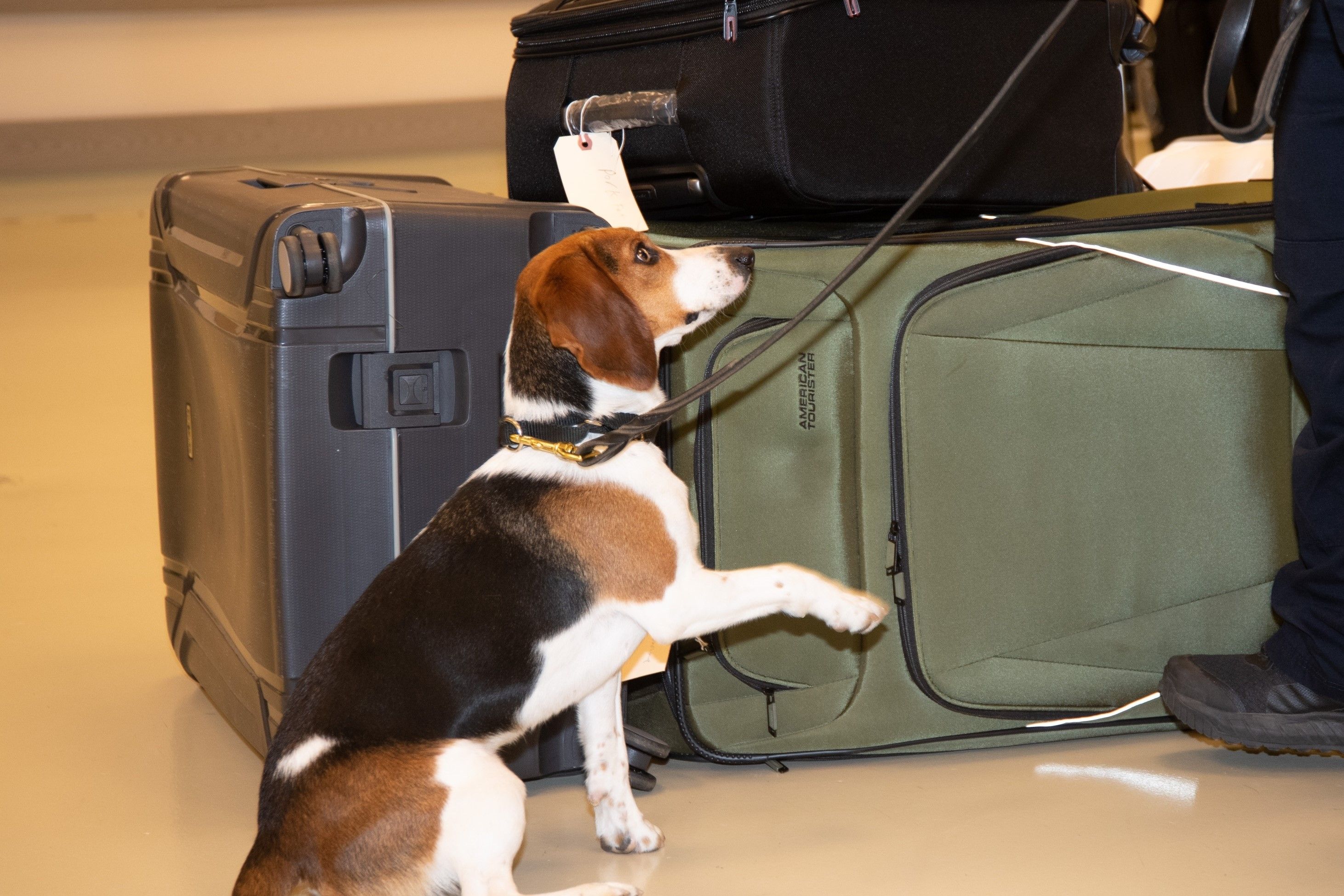 The History of the TSA