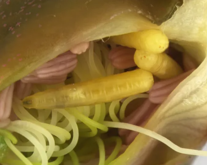 Customs & Border Protection Catch Rare Fruit Fly At Detroit ...