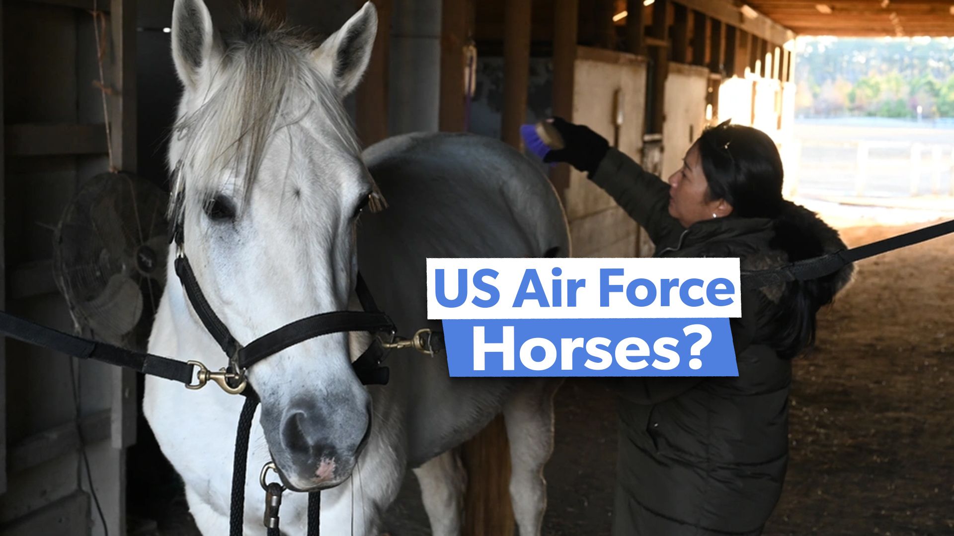 The Legacy of Horses in the United States Air Force: From Logistical ...