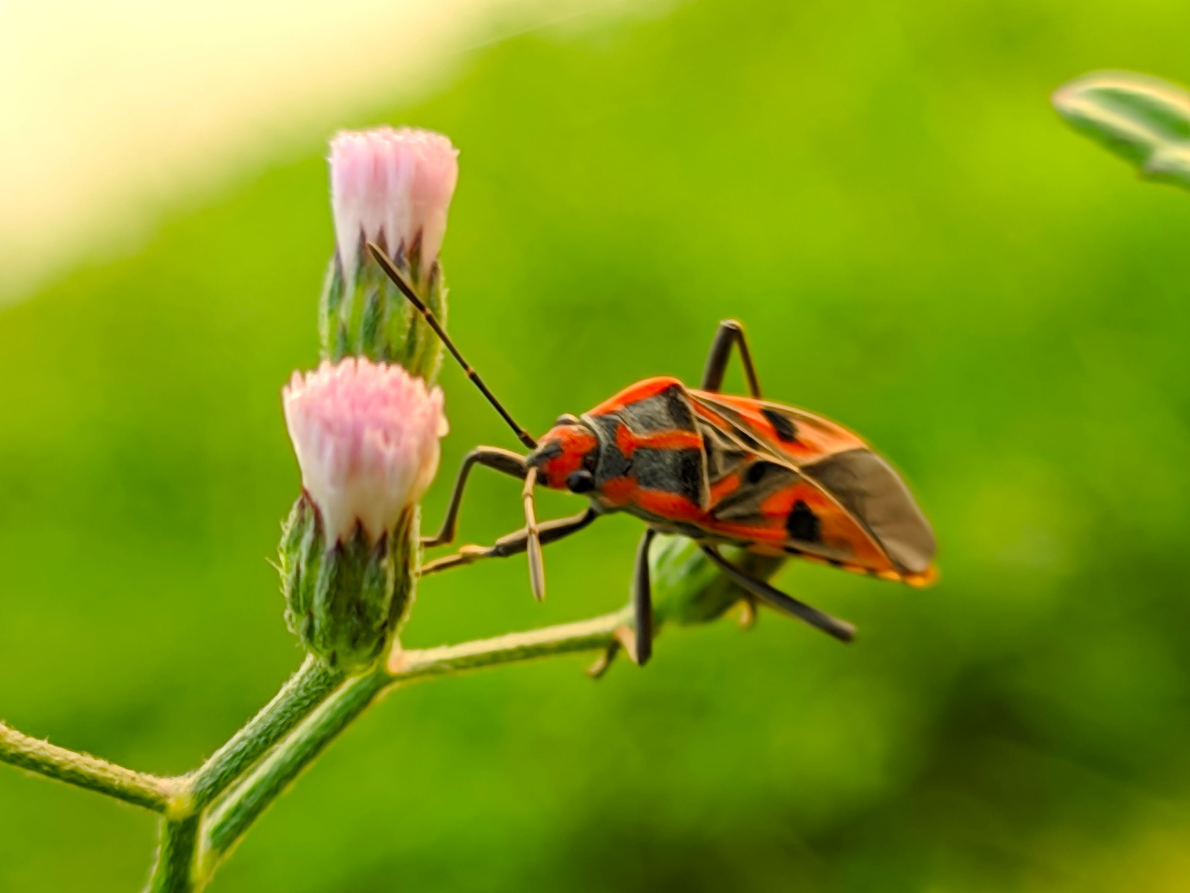 Washington Dulles CBP Officials Intercept 2 Dangerous Insect Pests ...