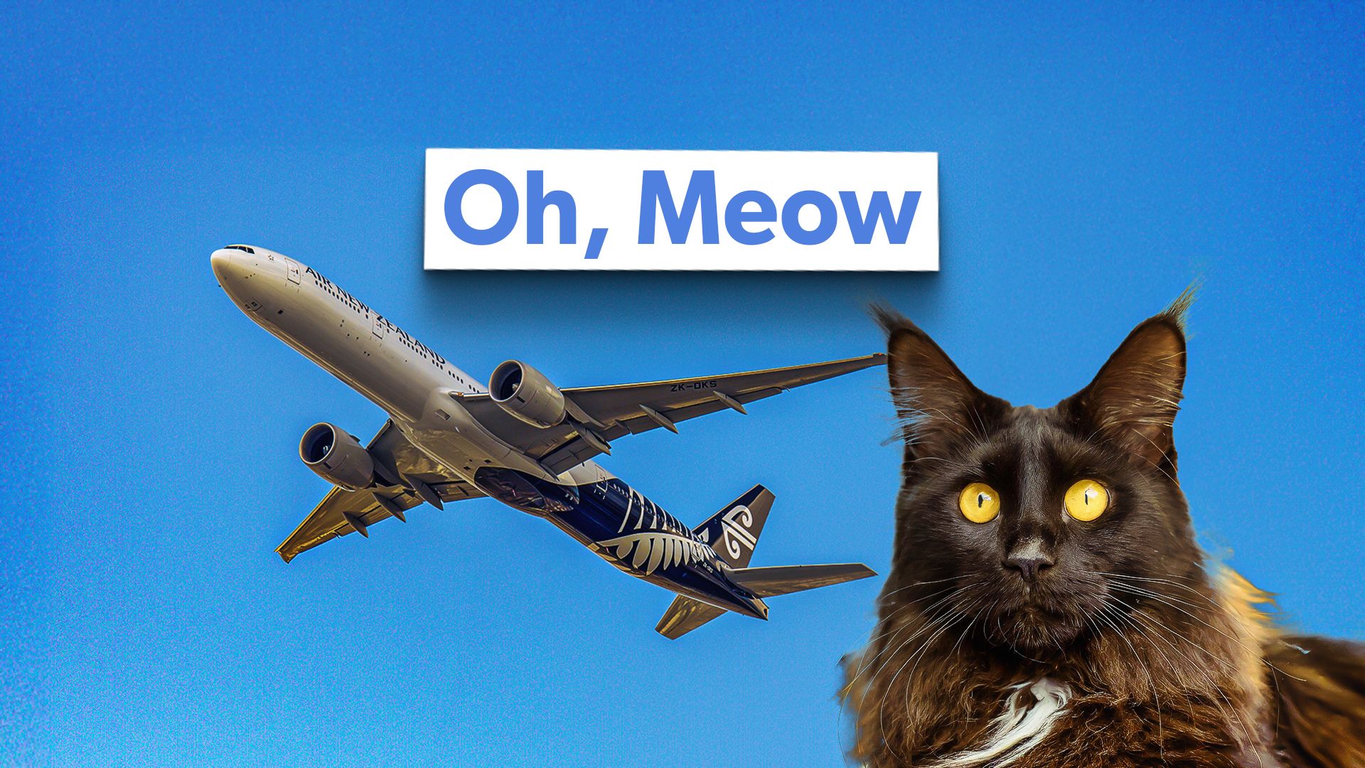 Mittens' Air New Zealand Odyssey & 6 Other Cat-Astrophic Flights