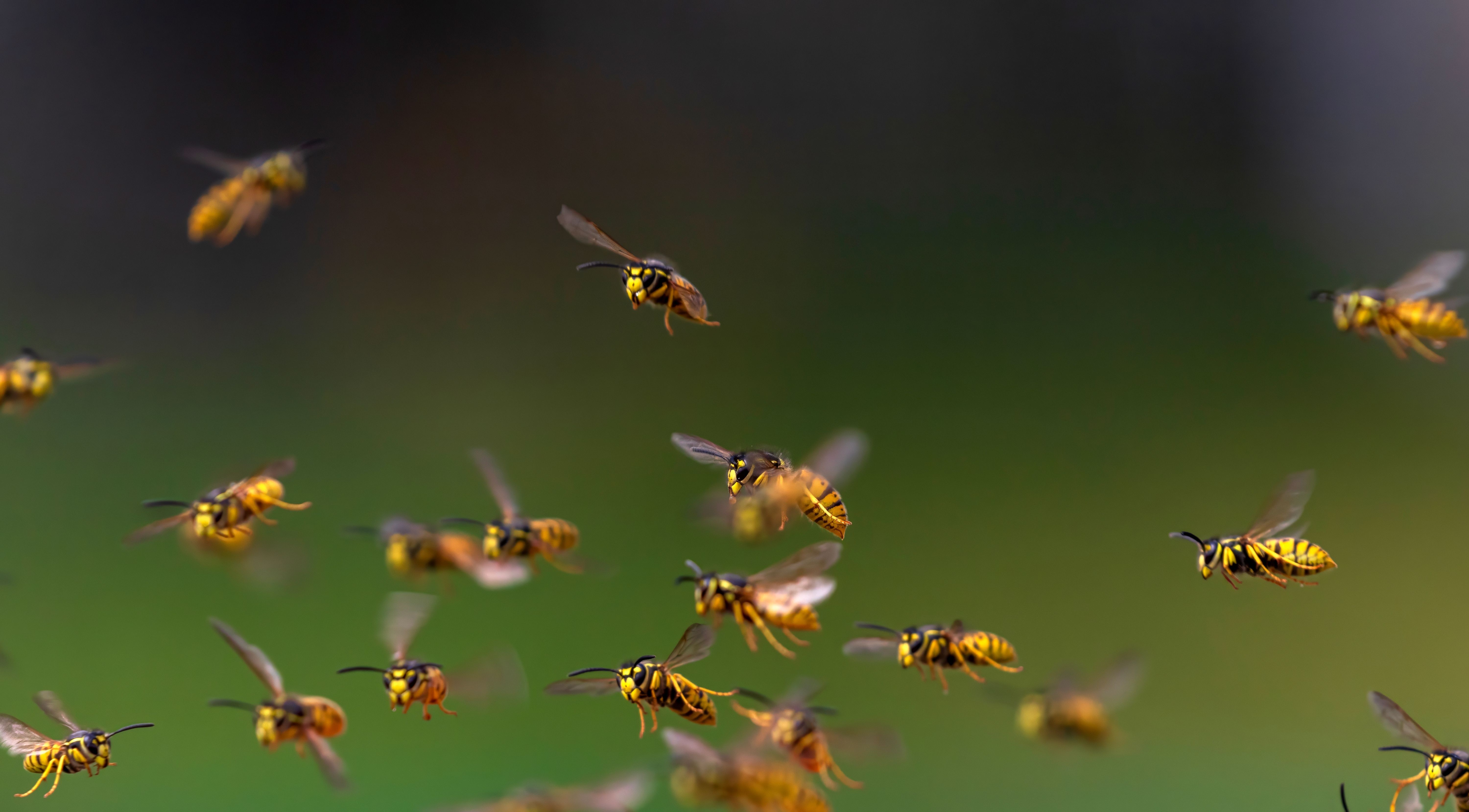 When A Swarm Of Bees Delayed A Delta Air Lines Flight From Houston